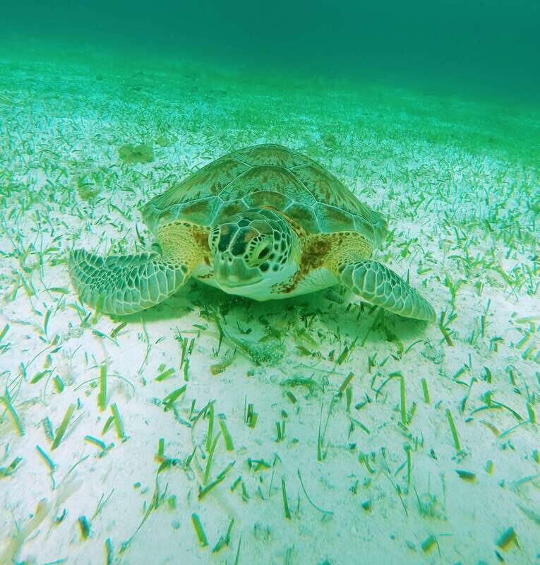 From Cozumel: Starfish, Stingrays and the Turtle Sanctuary - Transportation and Logistics