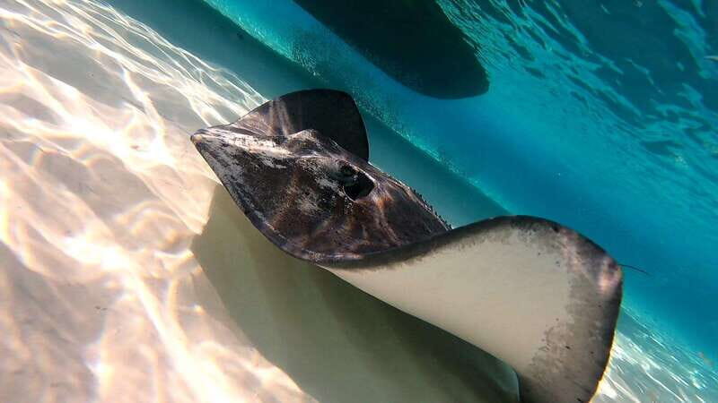 From Cozumel: Starfish, Stingrays and the Turtle Sanctuary - What the Reviews Say