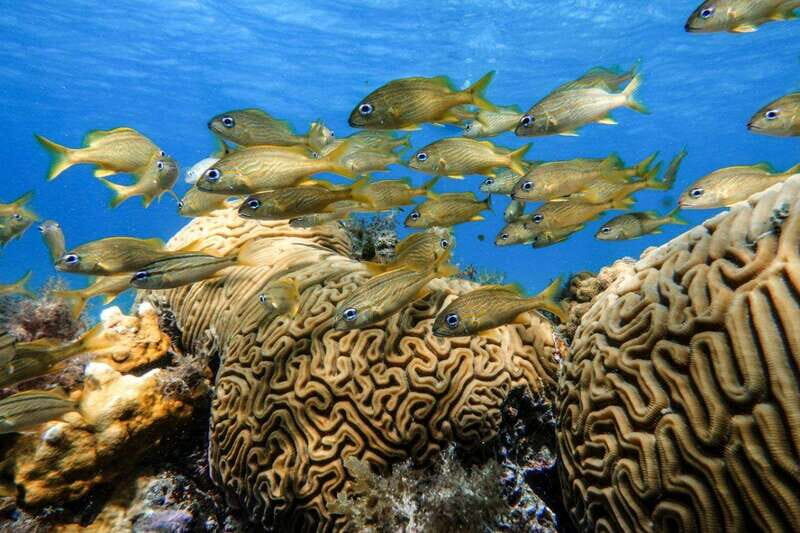 From Cozumel: Starfish, Stingrays and the Turtle Sanctuary - Final Thoughts