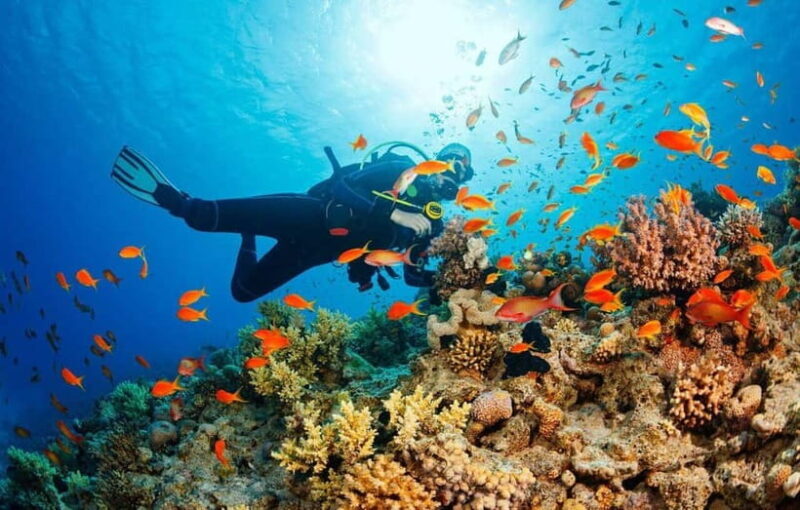 From Da Nang/Hoi An: Cham Islands Tour with Snorkeling - Key Points
