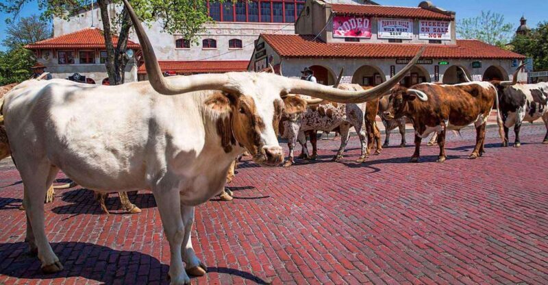 From Dallas: Fort Worth Guided Day Tour - Starting Point and Transportation