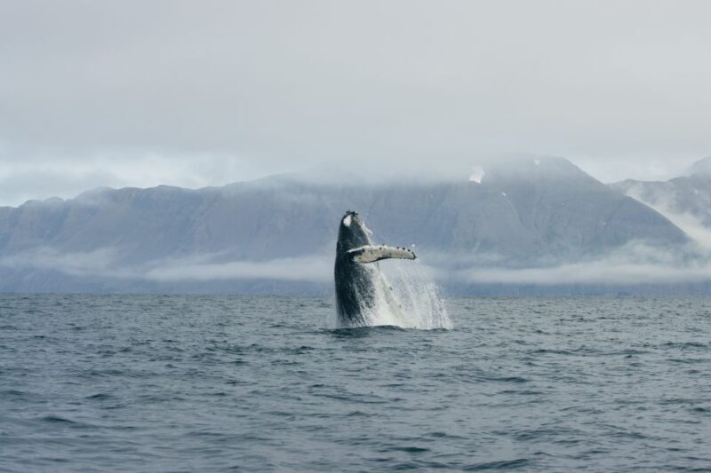 From Dalvik: Arctic Whale Watching in Northern Iceland - Introduction
