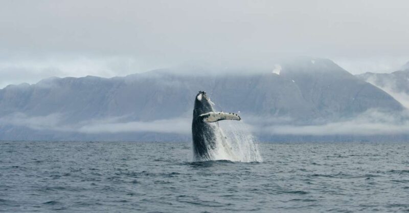 From Dalvik: Arctic Whale Watching in Northern Iceland - Authentic Insights from Past Travelers
