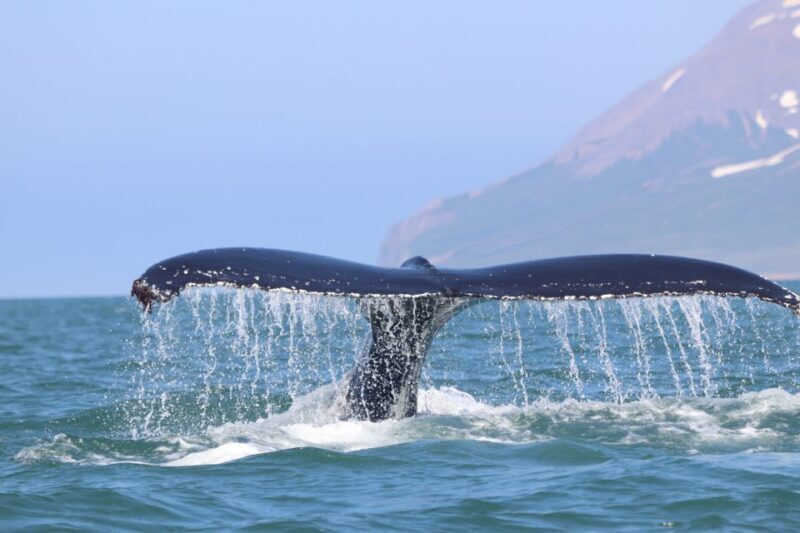From Dalvik: Arctic Whale Watching in Northern Iceland - Final Thoughts: Is This Tour Right for You?