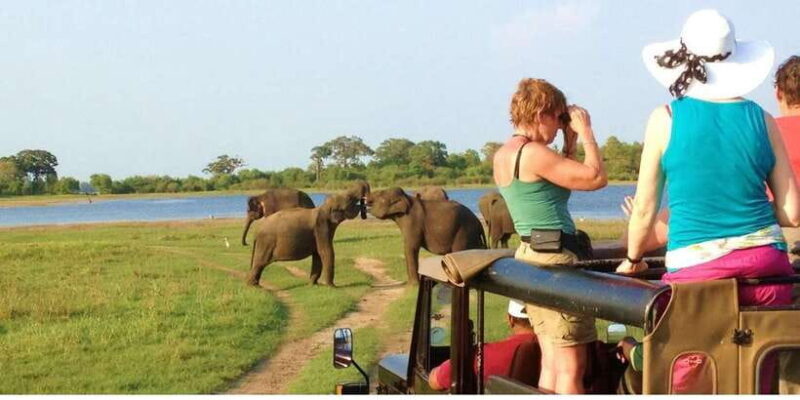 From Dambulla: Full Day Safari at Minneriya National Park - Key Points