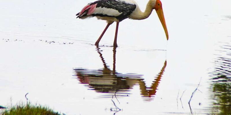From Dambulla: Full Day Safari at Minneriya National Park - An In-Depth Look at the Safari Experience