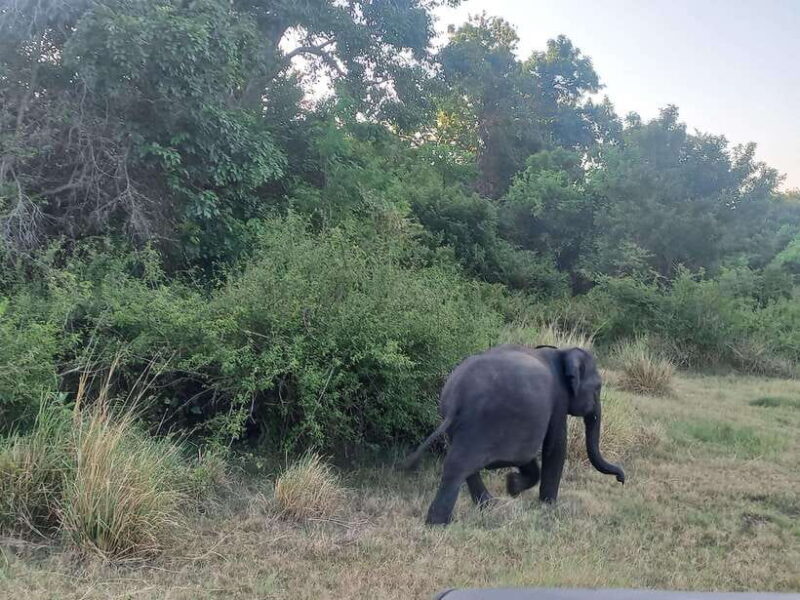 From Dambulla: Minneriya National Park wild Jeep Safari - From Dambulla: Minneriya National Park Wild Jeep Safari — A Genuine Wildlife Encounter