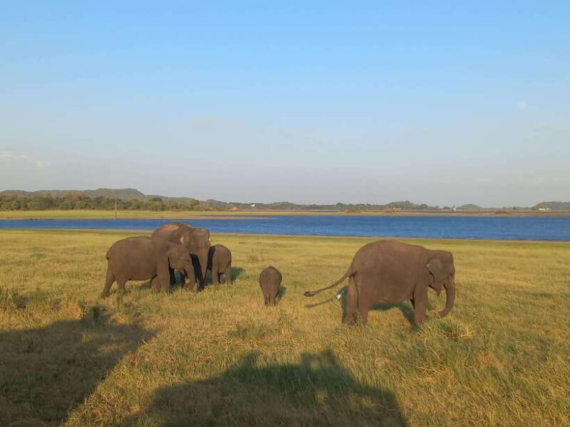 From Dambulla: Minneriya National Park wild Jeep Safari - What Do We Think?