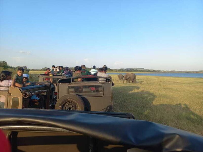 From Dambulla: Minneriya National Park wild Jeep Safari - Who Will Enjoy This Safari?