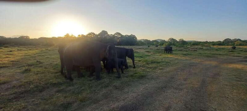 From Dambulla: Minneriya National Park wild Jeep Safari - Frequently Asked Questions
