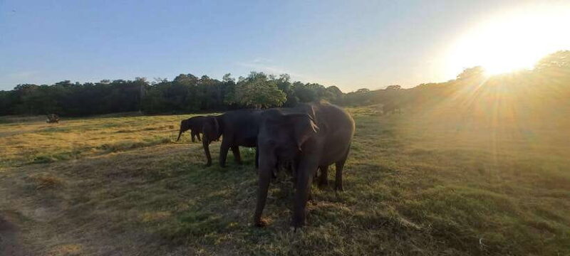 From Dambulla: Minneriya National Park wild Jeep Safari - In The Sum Up