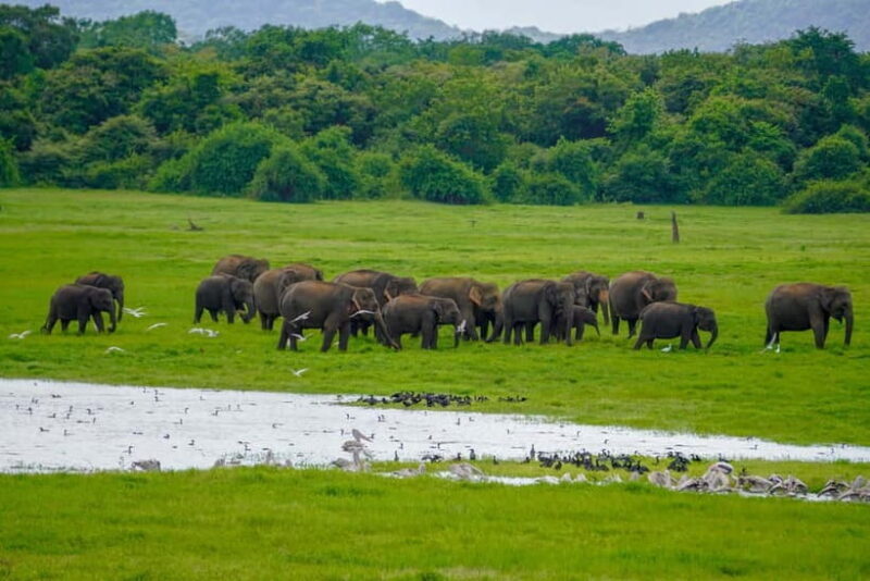From Dambulla, Sigiriya: Polonnaruwa Tuk Tuk Day Tour - Authenticity and Cultural Connection