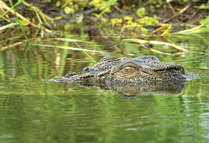From Darwin: 2-Day Kakadu Cooinda & Yellow Water Cruise - Who Will Appreciate This Tour?