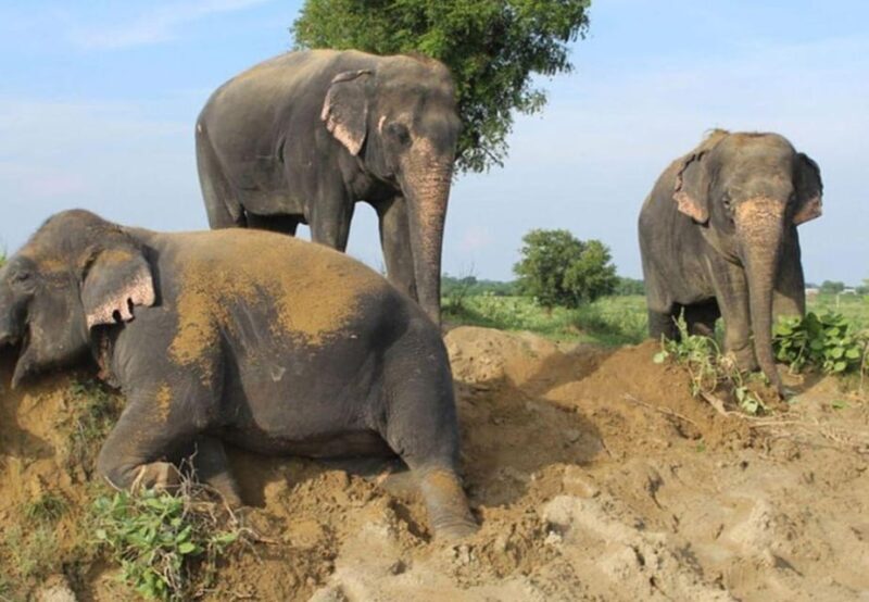 From Delhi: 1-day trip Mathura with Elephant conservation - Frequently Asked Questions