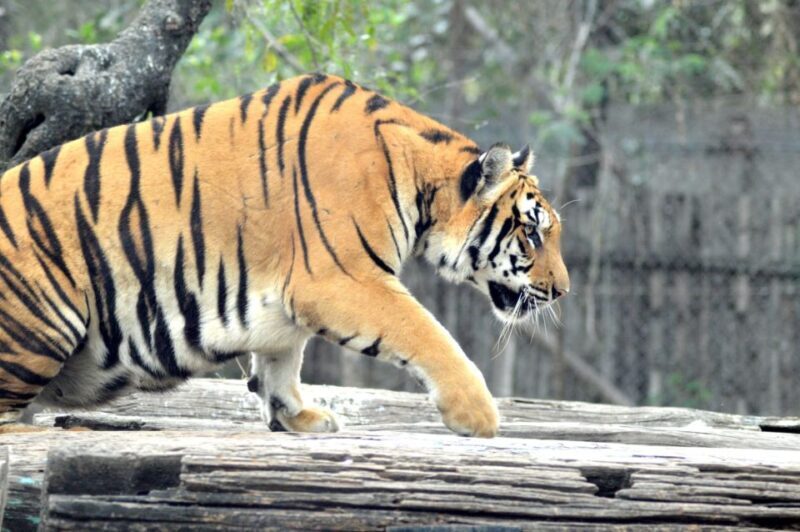 From Delhi: 2-Day Jim Corbett Tiger Safari Tour By Car - Who Should Consider This Tour?