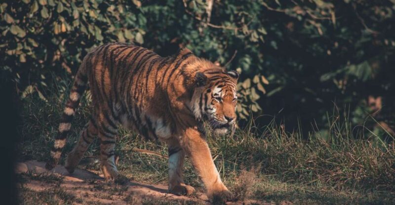 From Delhi: 2-Day Jim Corbett Tiger Safari Tour By Car - FAQ