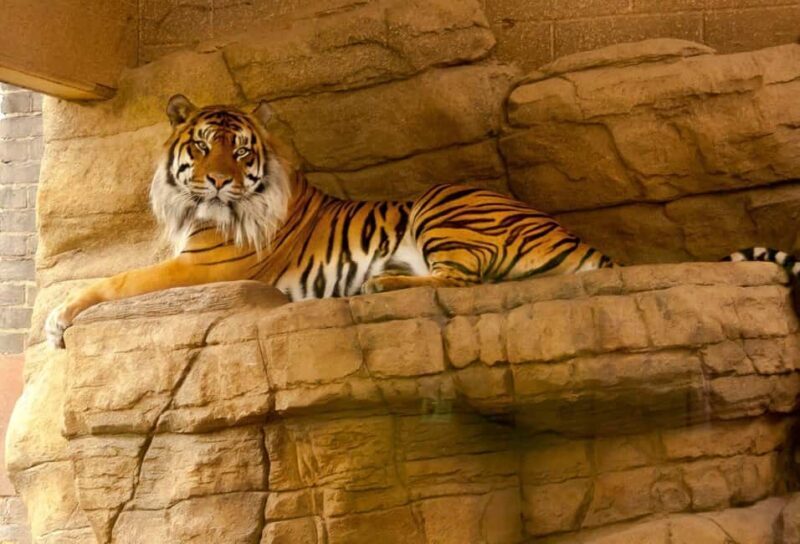 From Delhi: 2 Days 1 Night Ranthambore Tiger Safari Tour - Key Points