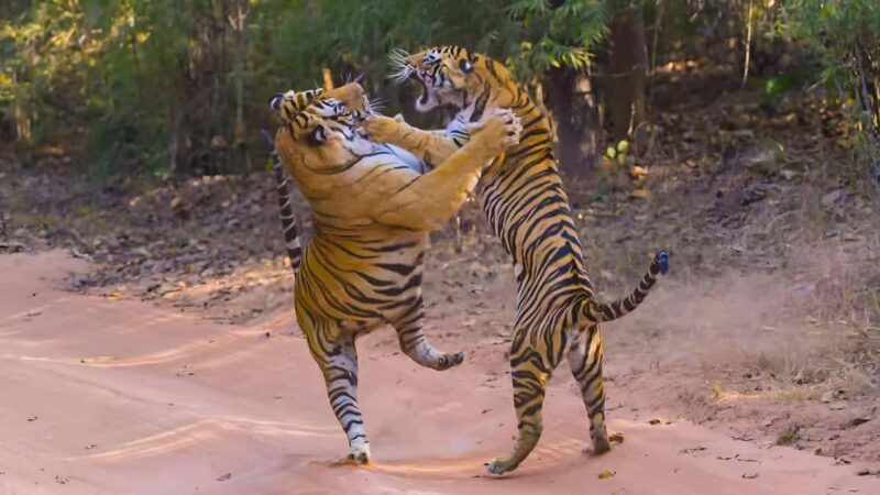 From Delhi: 2 Days 1 Night Ranthambore Tiger Safari Tour - Final Thoughts: Who Will Love This Tour?