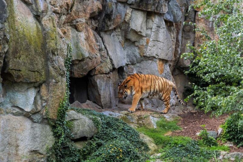 From Delhi: 2 Days 1 Night Ranthambore Tiger Safari Tour - Final Word