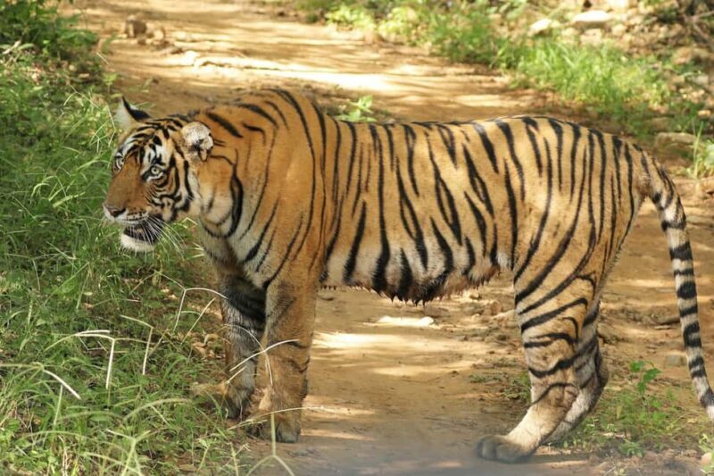 From Delhi: 3-Day Ranthambore Tiger Safari Tour - Key Points
