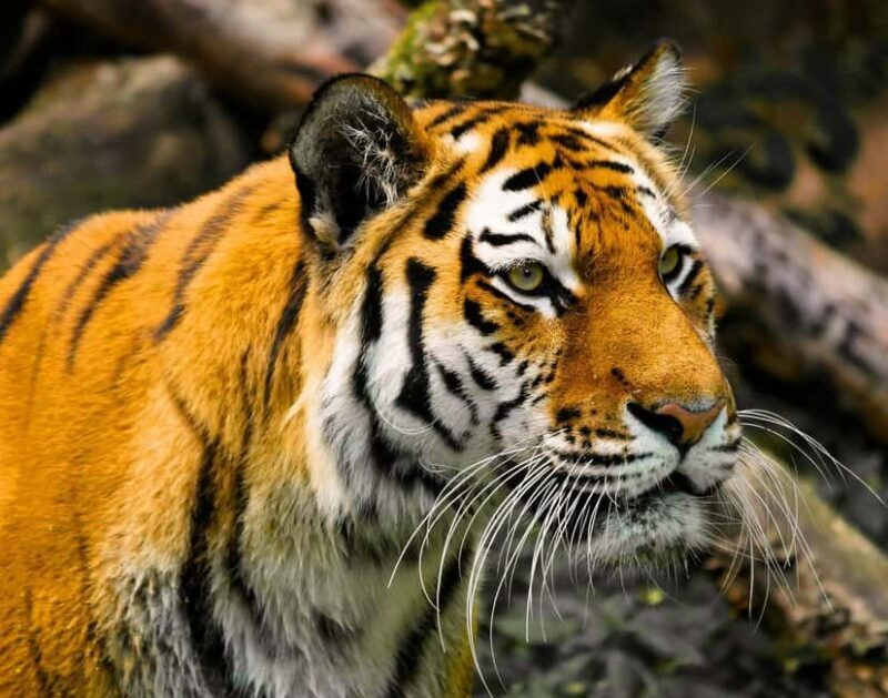 From Delhi: 3-Day Ranthambore Tiger Safari Tour - The Itinerary: A Closer Look