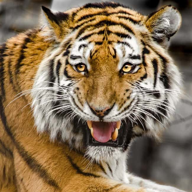From Delhi: 3-Day Ranthambore Tiger Safari Tour - The Value Proposition