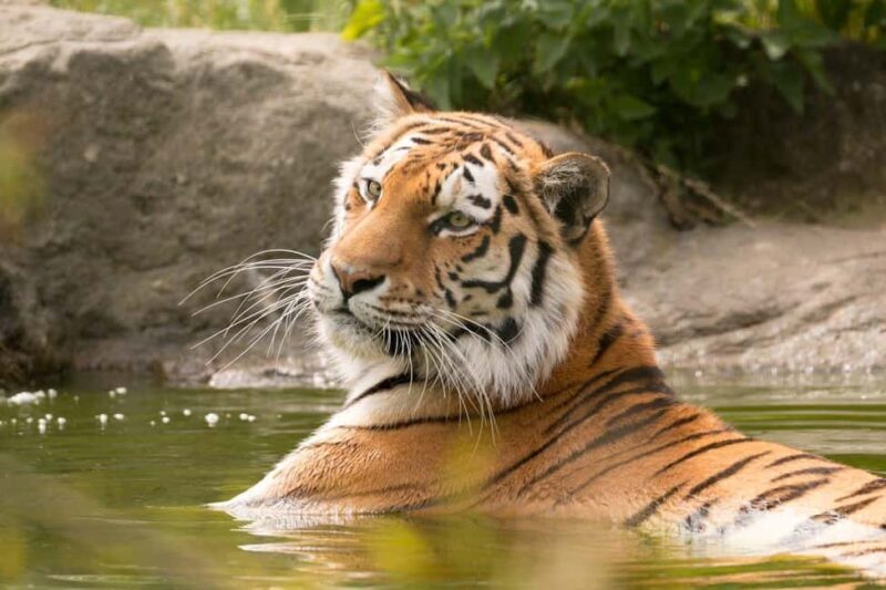 From Delhi: 3-Day Ranthambore Tiger Safari Tour - Frequently Asked Questions (FAQs)