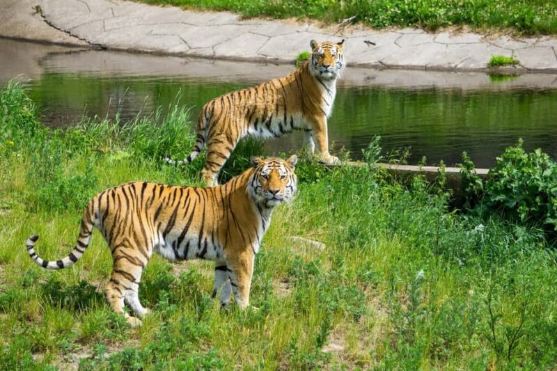 From Delhi: 3-Day Ranthambore Tiger Safari Tours India - FAQ