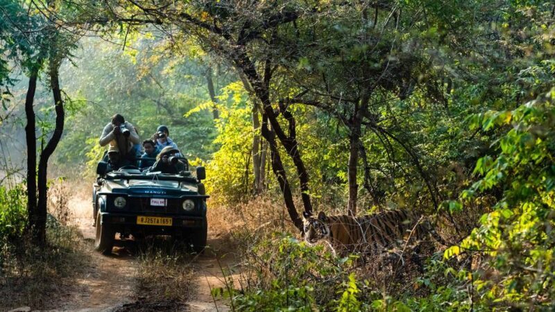 From Delhi: 3-Day Wildlife Trip to Jim Corbett National Park - Who This Tour Is Perfect For