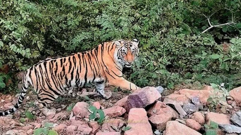 From Delhi: 3 Days Golden Triangle Tour With Tiger Safari - Pricing and Value