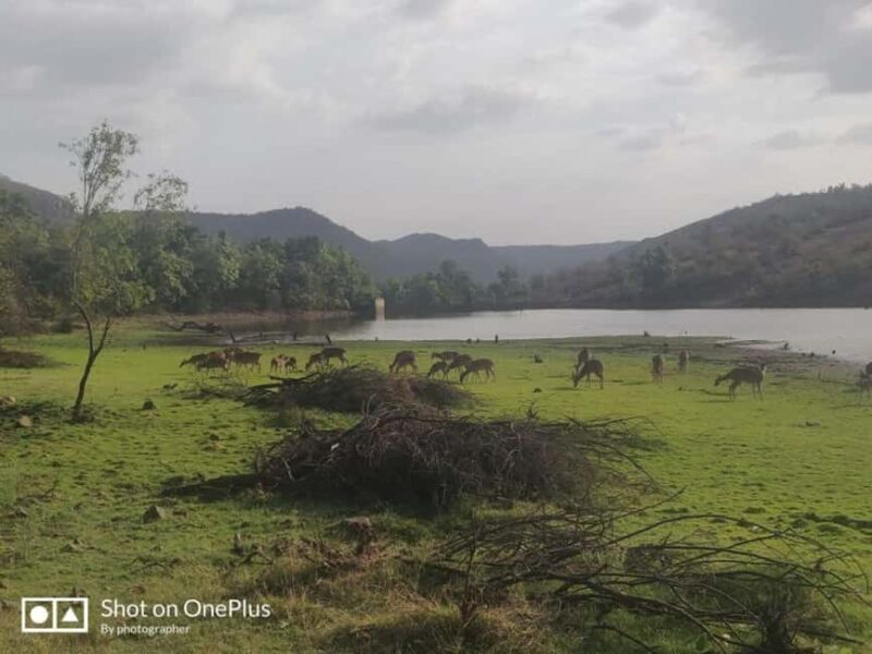 From Delhi: 3-Days Jaipur & Ranthambore Wildlife Safari Tour - Key Points