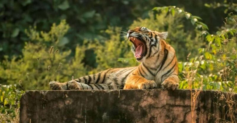 From Delhi: 3-Days Jaipur & Ranthambore Wildlife Safari Tour - Introduction: A Compact Tour of Rajasthan’s Best