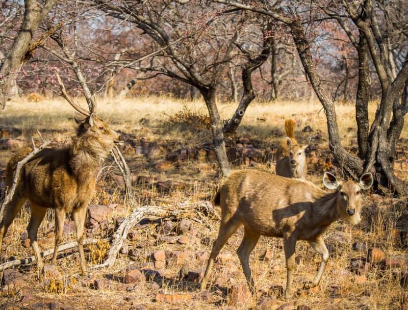 From Delhi: 3 Days Tour of Ranthambore Tiger safari - Key Points