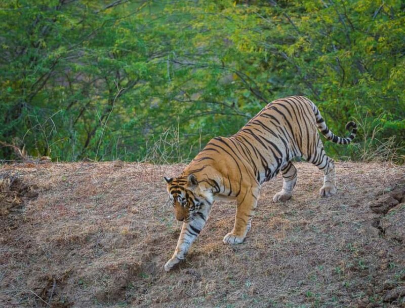 From Delhi: 3 Days Tour of Ranthambore Tiger safari - A Practical Look at the Trip