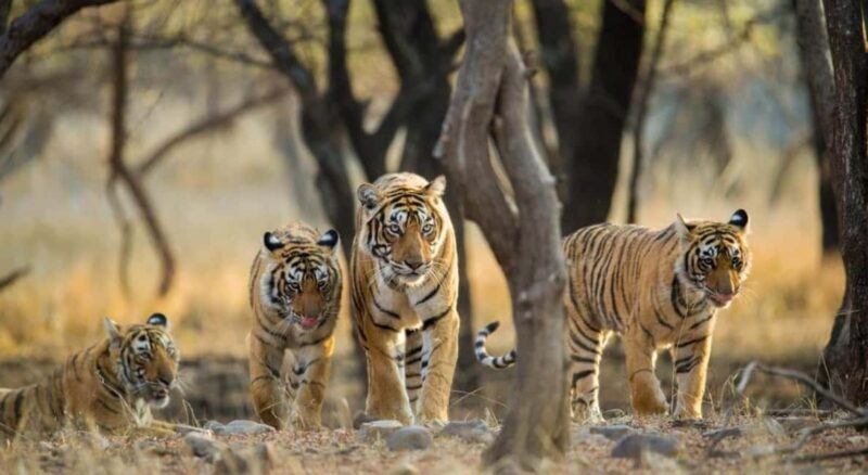 From Delhi 3 Days Tour of Ranthambore Tiger safari - Key Points