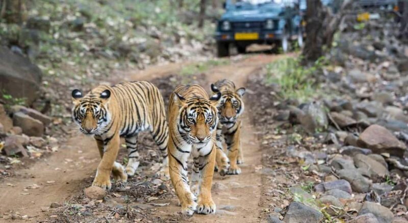 From Delhi 3 Days Tour of Ranthambore Tiger safari - Practicalities: What to Expect