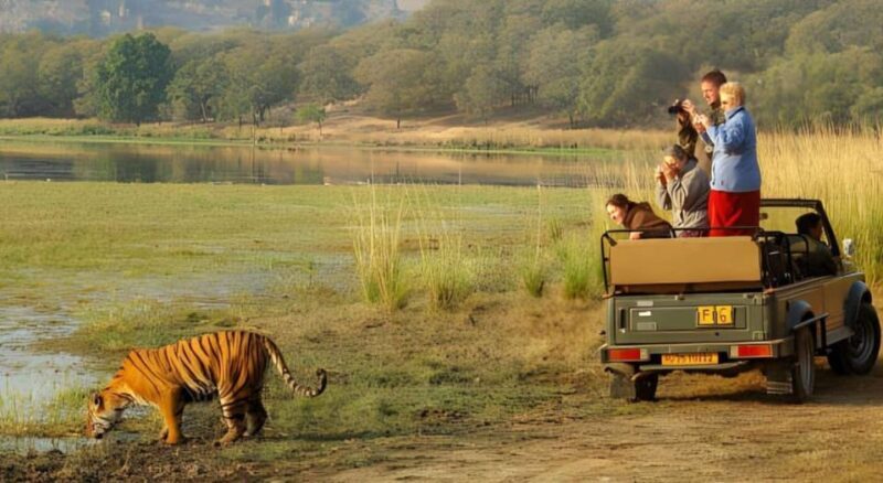 From Delhi 3 Days Tour of Ranthambore Tiger safari - The Value Proposition