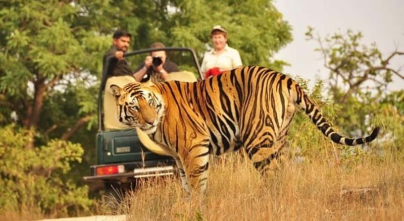 From Delhi 3 Days Tour of Ranthambore Tiger safari - FAQ