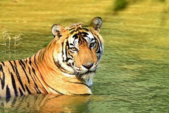 From Delhi: 4 Day Golden Triangle and Tiger Safari Private Tour - Key Points