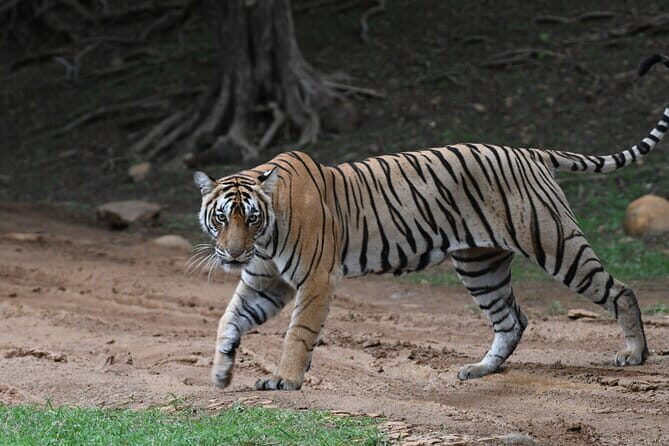 From Delhi: 4 Day Golden Triangle and Tiger Safari Private Tour - FAQ