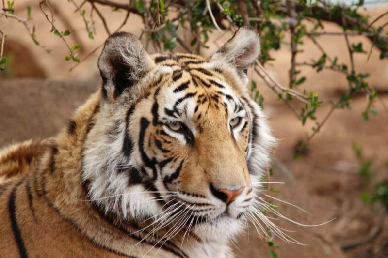 From Delhi: 4-Day Golden Triangle & Ranthambore Guided Tour - Key Points