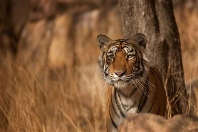 From Delhi: 4-Day Golden Triangle & Ranthambore Safari Tour - Exploring the Delhi Highlights