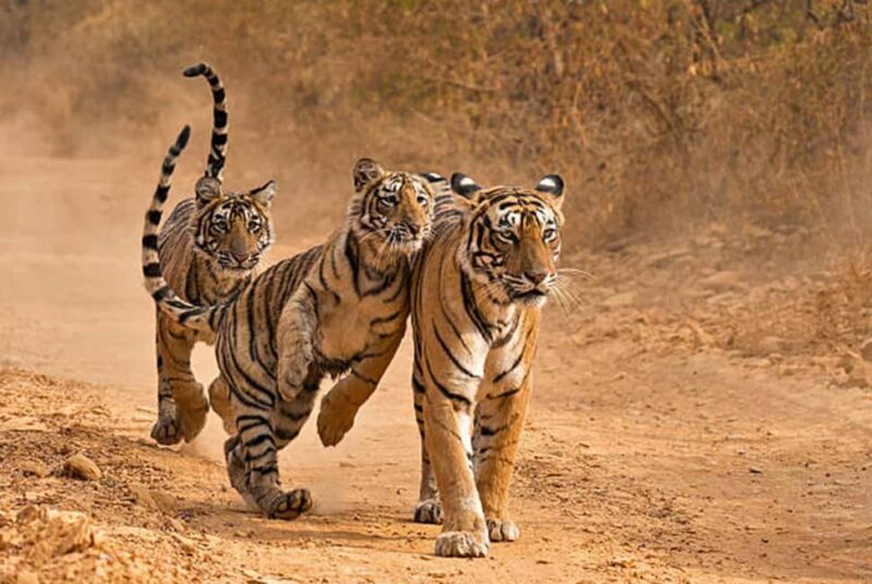 From Delhi: 4-Day Golden Triangle Tour & Ranthambore Safari - Key Points