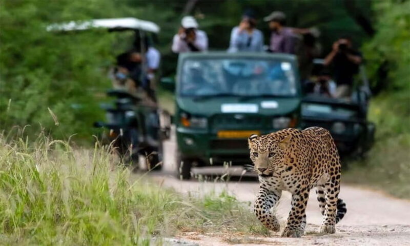 From Delhi: 4-Day Golden Triangle Tour with Leopard Safari - FAQ