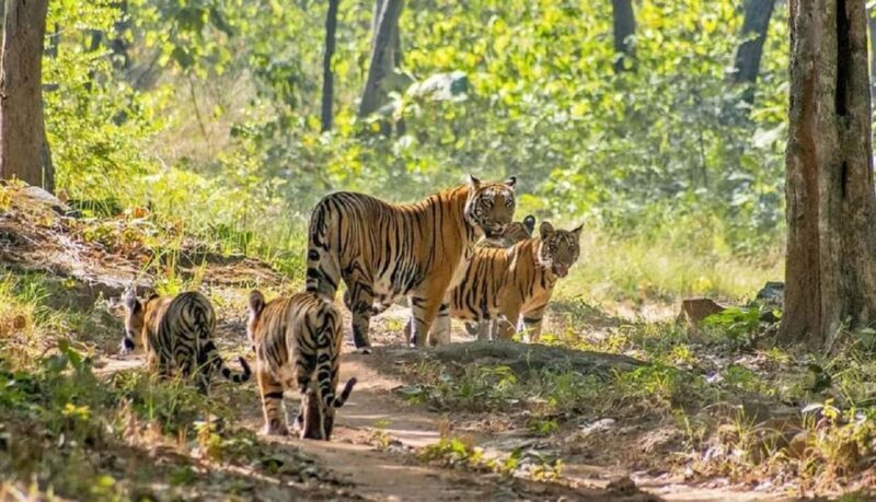 From Delhi: 4-Day Golden Triangle Tour with Ranthambore - Engaging Introduction