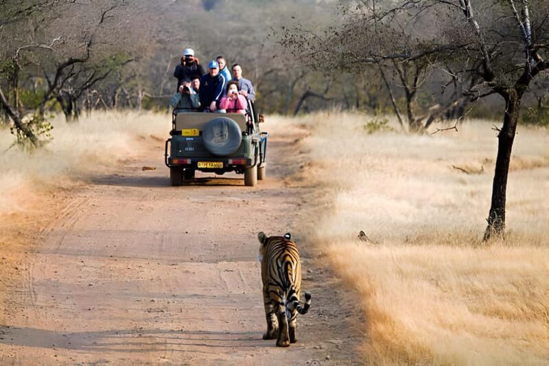 From Delhi: 4 Days Guided Tour to Agra, Ranthambore & Jaipur - FAQ
