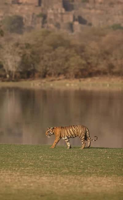 From Delhi: 5-Day Golden Triangle and Tiger Safari Tour - Exploring the Itinerary: What to Expect