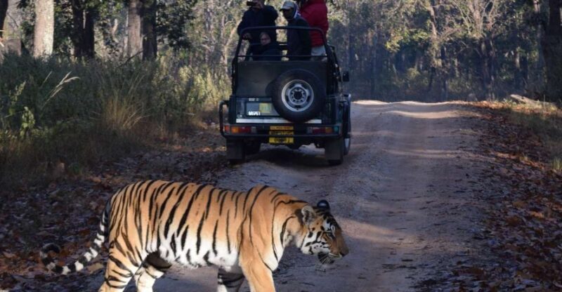 From Delhi: 5-Day Golden Triangle & Ranthambore Safari Tour - What to Expect from This 5-Day Tour