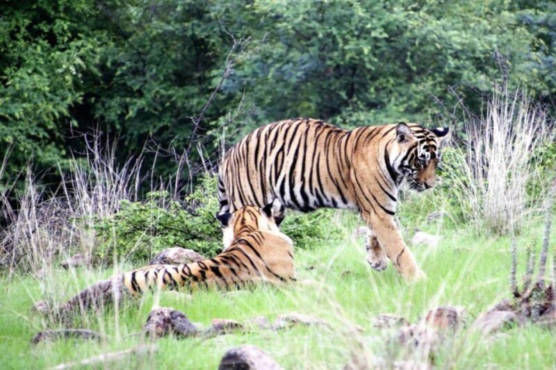 From Delhi: 5-Day Golden Triangle & Ranthambore Safari Tour - The Sum Up: Who Is This Tour For?