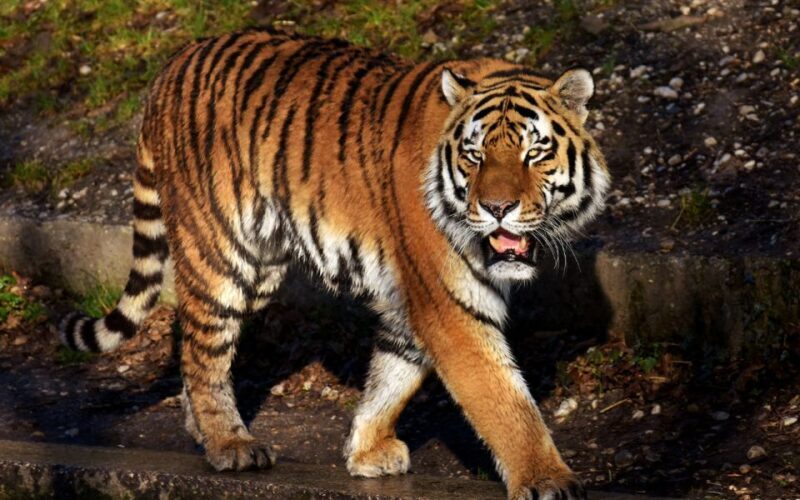 From Delhi: 5-Day Golden Triangle & Ranthambore Tiger Safari - Transportation and Comfort